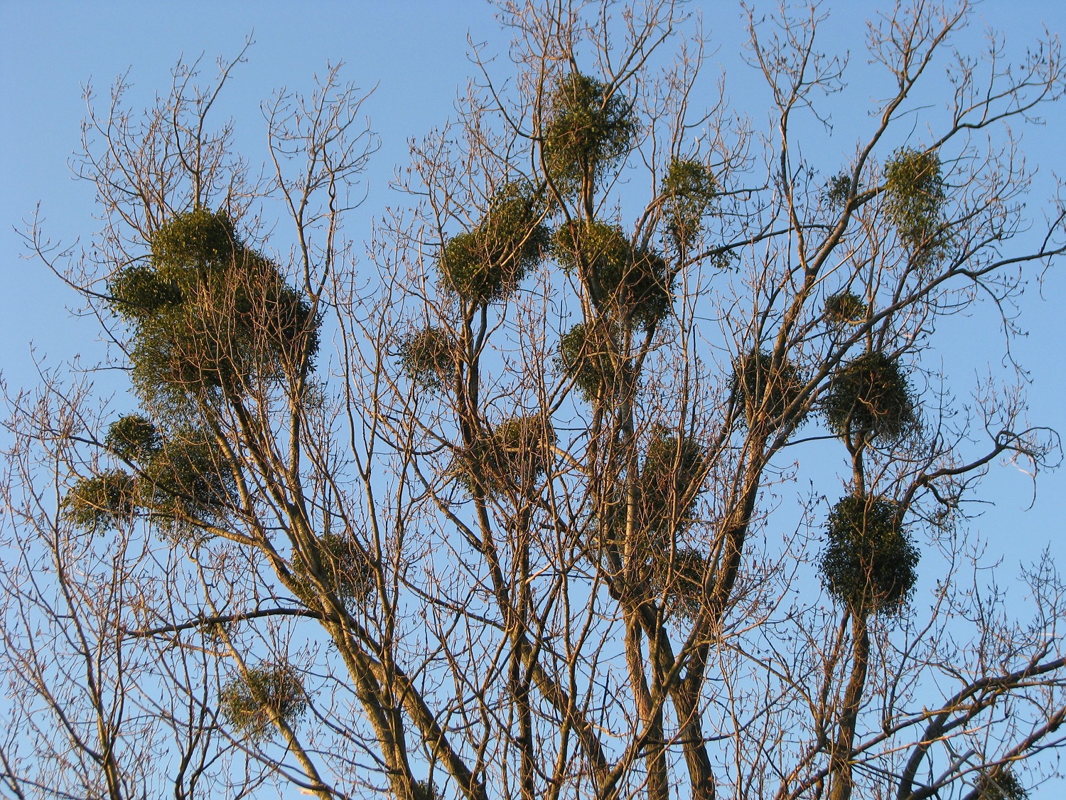 Die Mistel (Viscum album)
